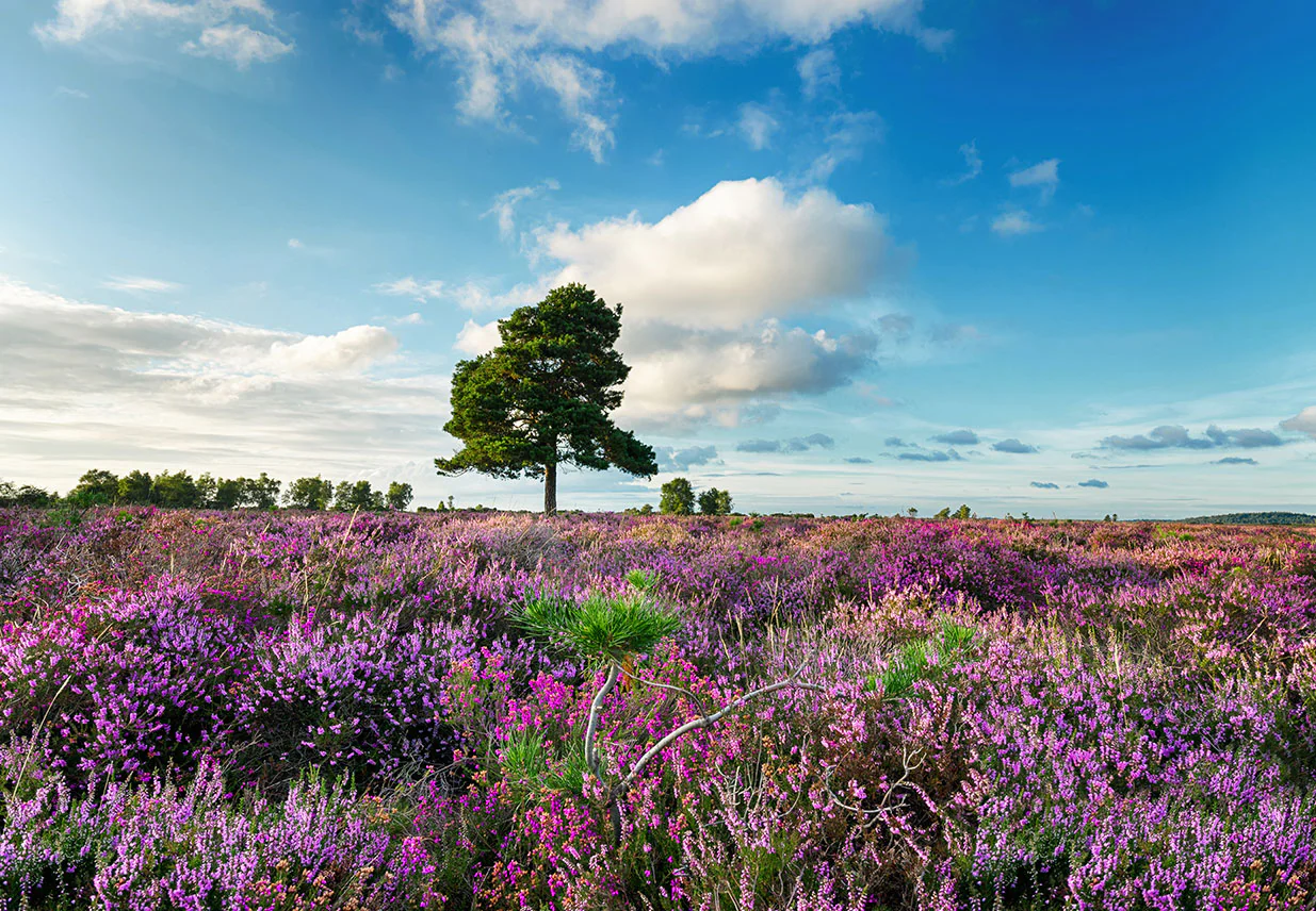 Things To Do In The New Forest | Walks, Pubs & Spas